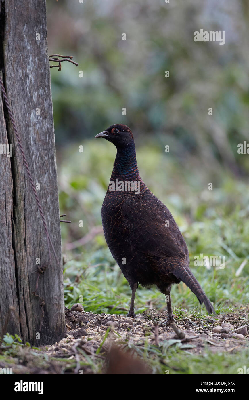 Black hen Pheasant, Phasianus colchicus, East Yorkshire, UK Stock Photo ...