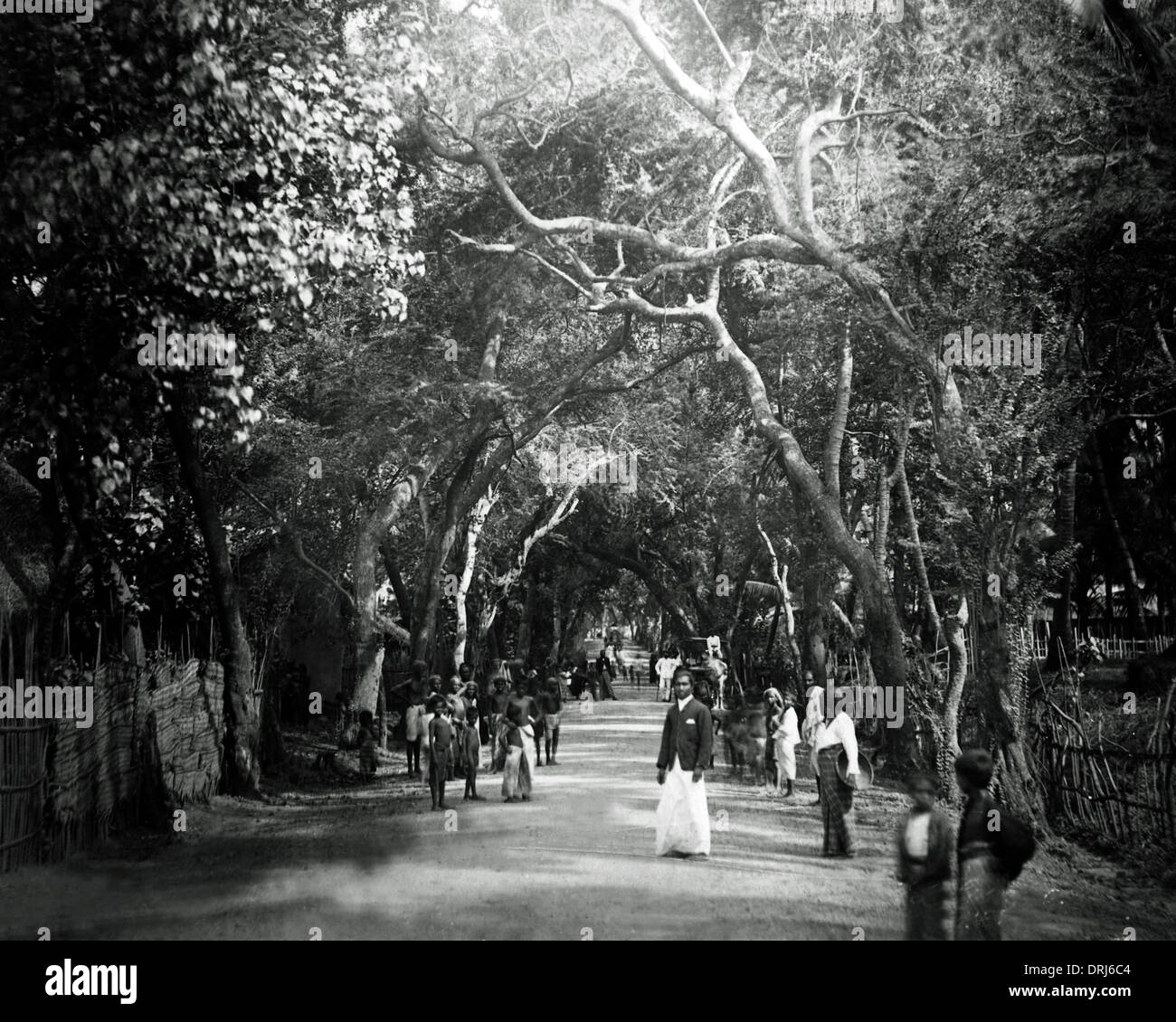 Banyan trees, Ceylon (Sri Lanka Stock Photo - Alamy