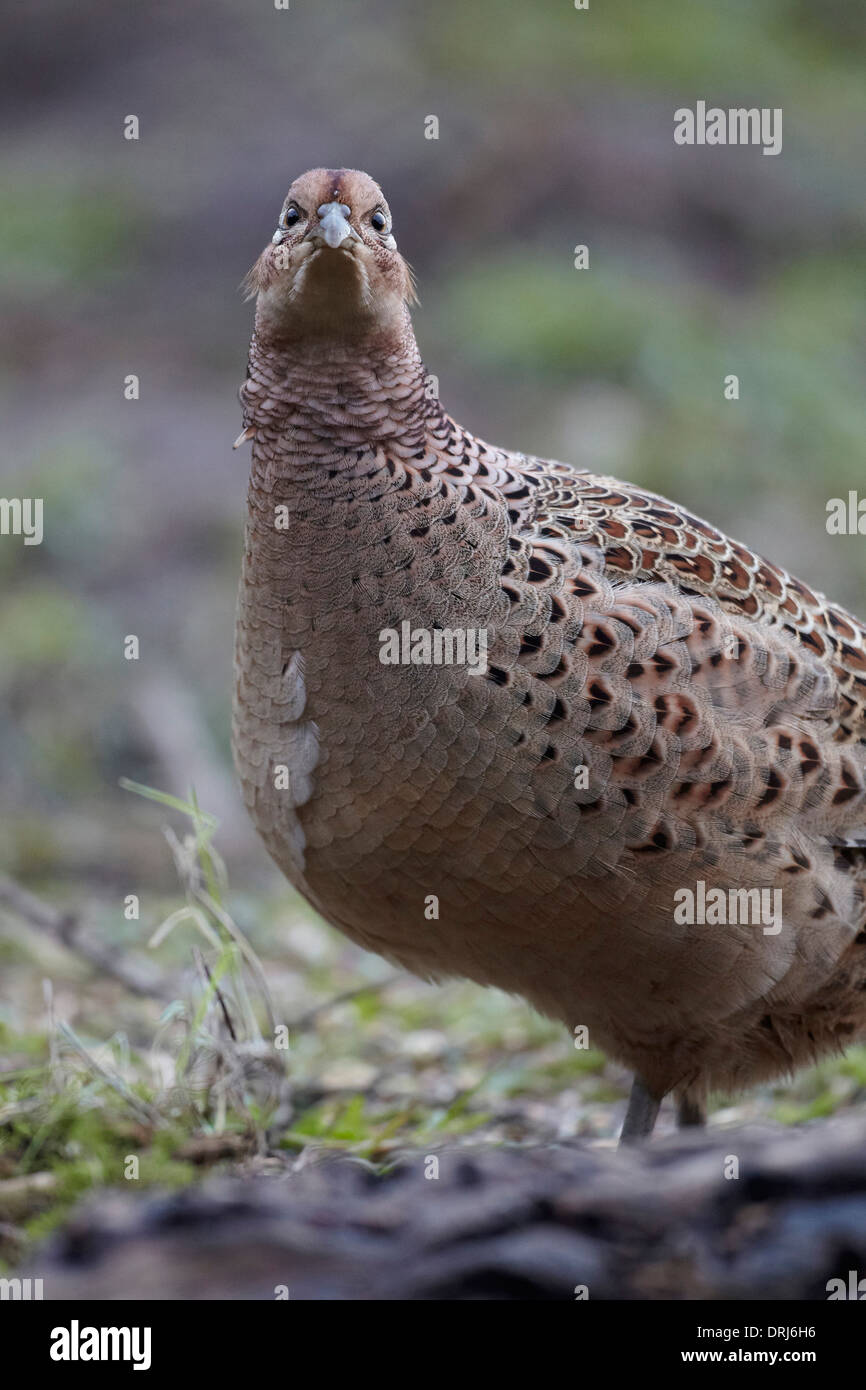 Hen Pheasant Field High Resolution Stock Photography and Images - Alamy