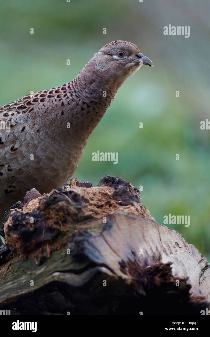 Hen Pheasant, Phasianus colchicus, East Yorkshire, UK Stock Photo - Alamy