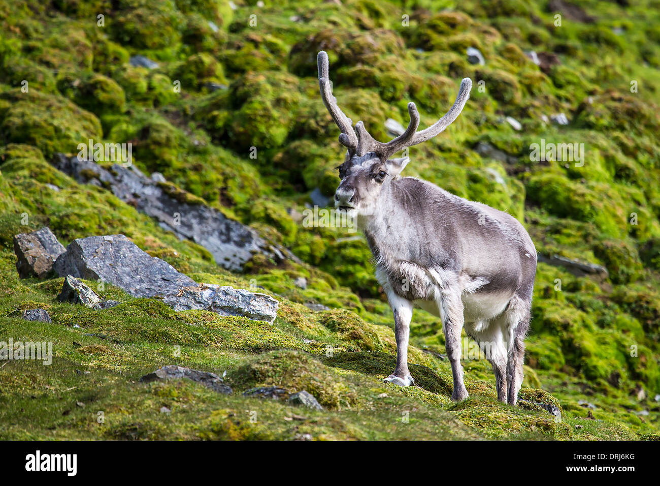Svalbard rangifer tarandus hi-res stock photography and images - Alamy
