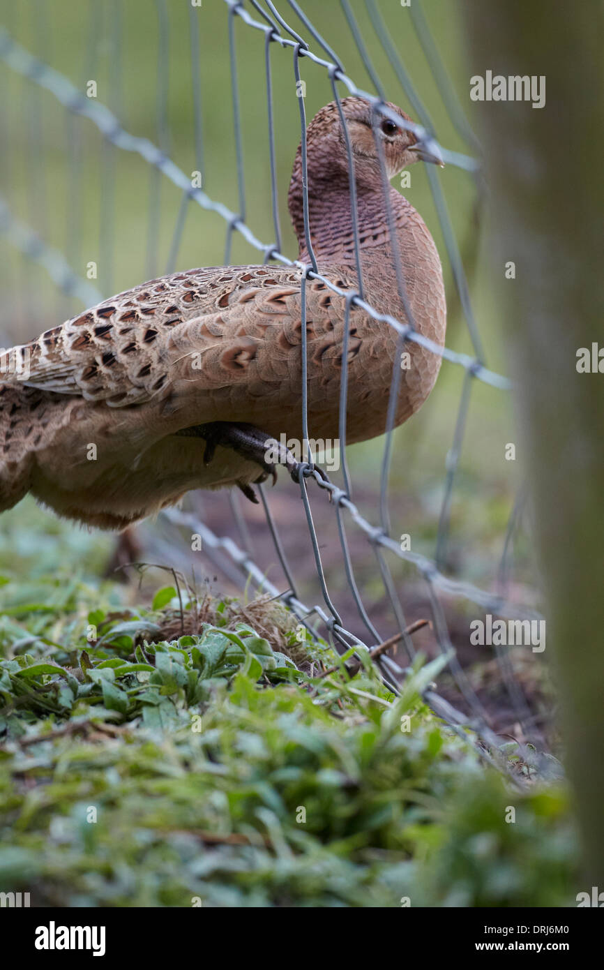 Avian beauty through history hi-res stock photography and images - Alamy