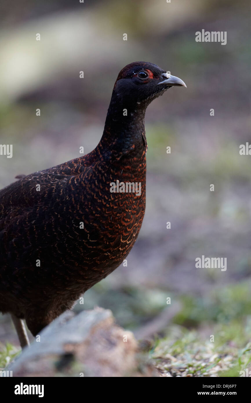 Black hen Pheasant, Phasianus colchicus, East Yorkshire, UK Stock Photo ...