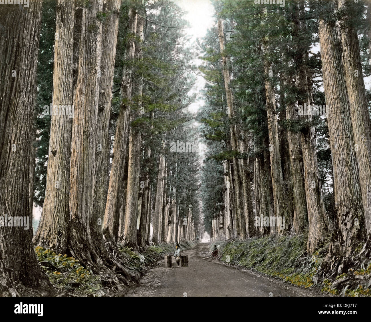 Pine trees on Imaichi Road, Nikko, Japan Stock Photo - Alamy