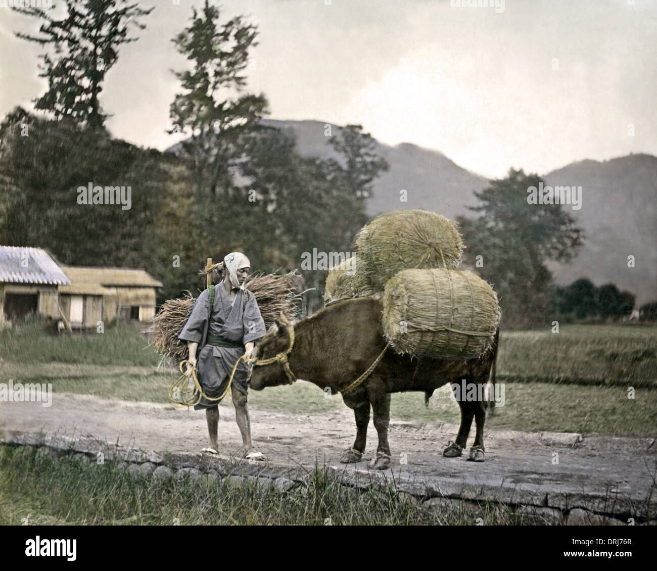 Farmer and pack ox, Japan Stock Photo - Alamy
