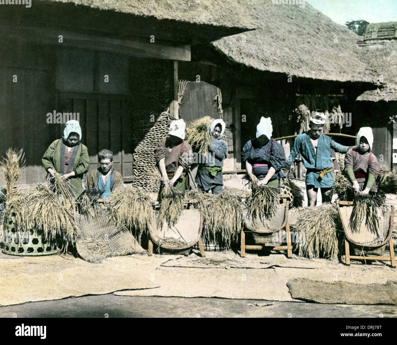 People harvesting rice, Japan Stock Photo - Alamy