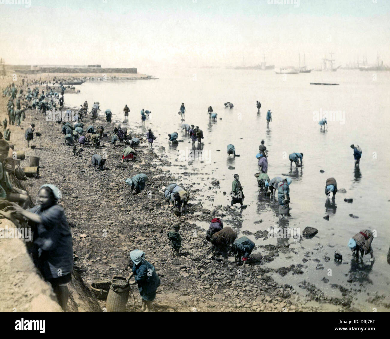 Shell picking, Yokohama, Japan Stock Photo - Alamy