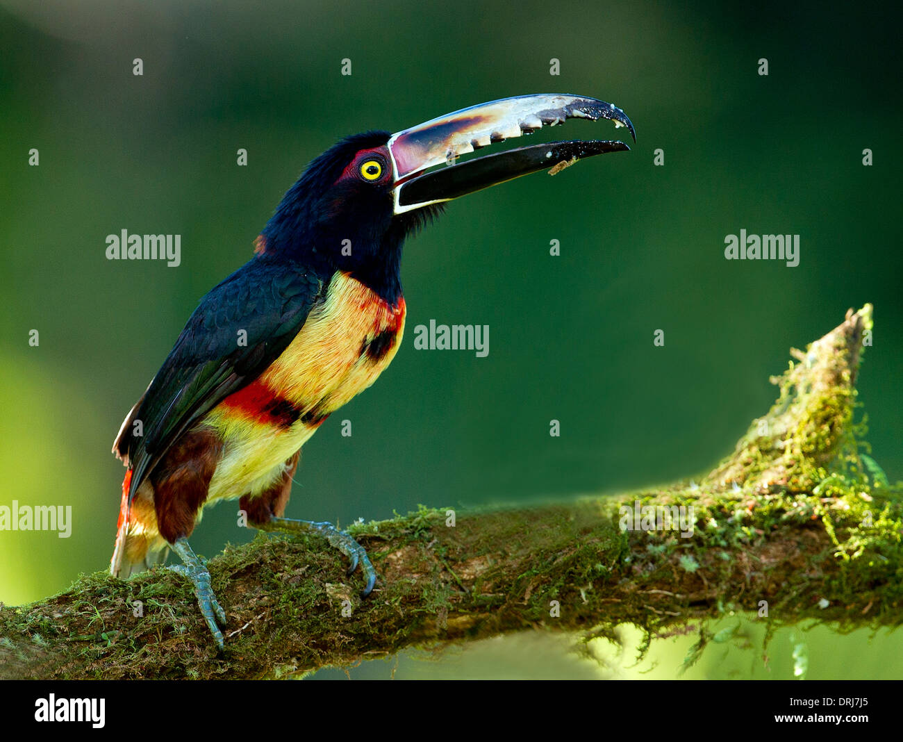 Large colourful bird hi-res stock photography and images - Alamy
