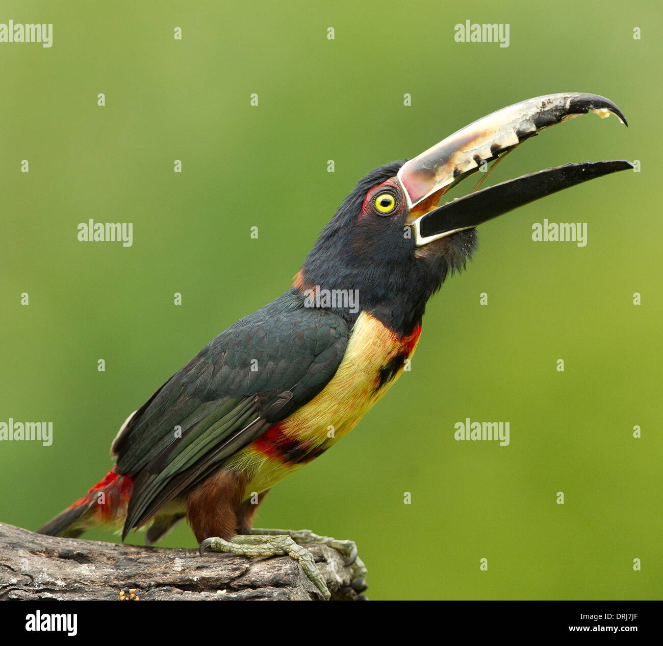 Ivory billed aracari hi-res stock photography and images - Alamy