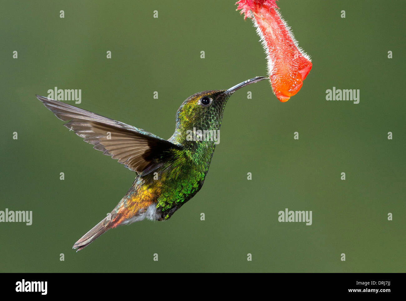 Coppery hi-res stock photography and images - Alamy