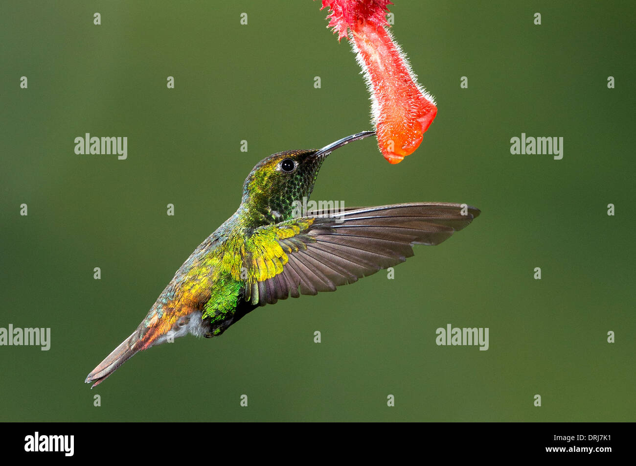 Coppery -Headed Emerald hummingbird Stock Photo - Alamy