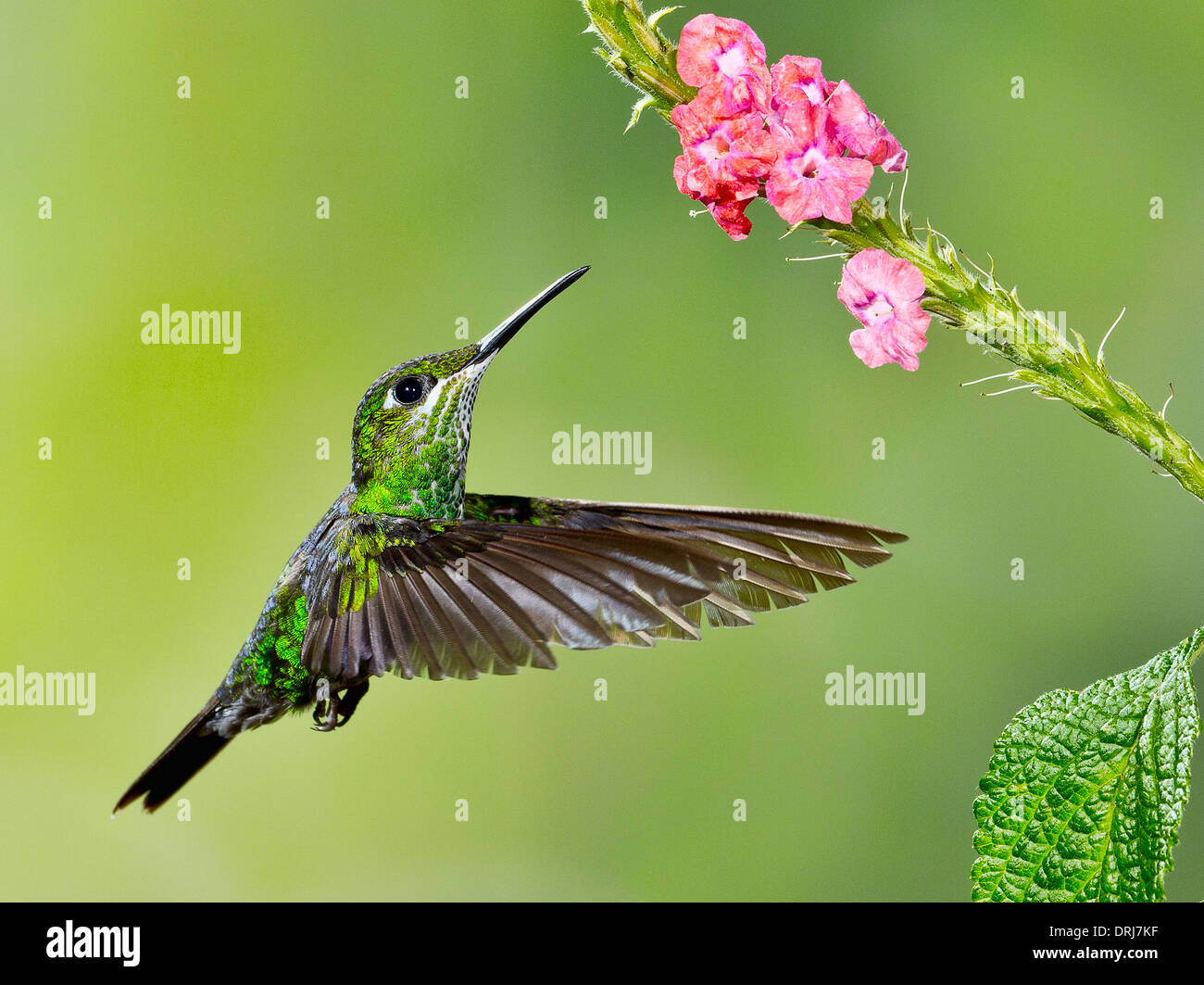 Green-Crowned Brilliant hummingbird Stock Photo - Alamy
