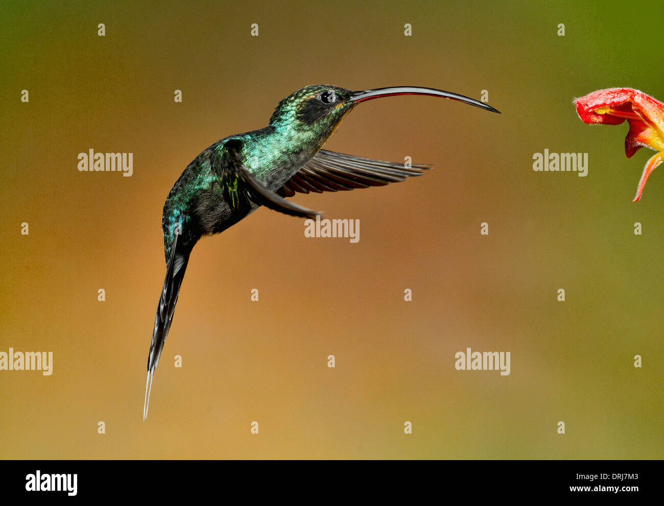 Green hermit hi-res stock photography and images - Alamy