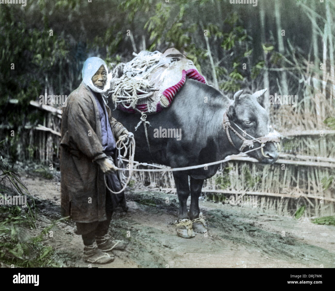 Farmer and ox, Japan Stock Photo - Alamy
