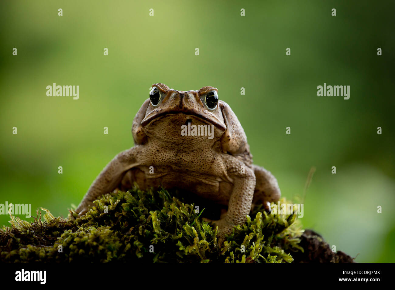 Marine toads hi-res stock photography and images - Alamy