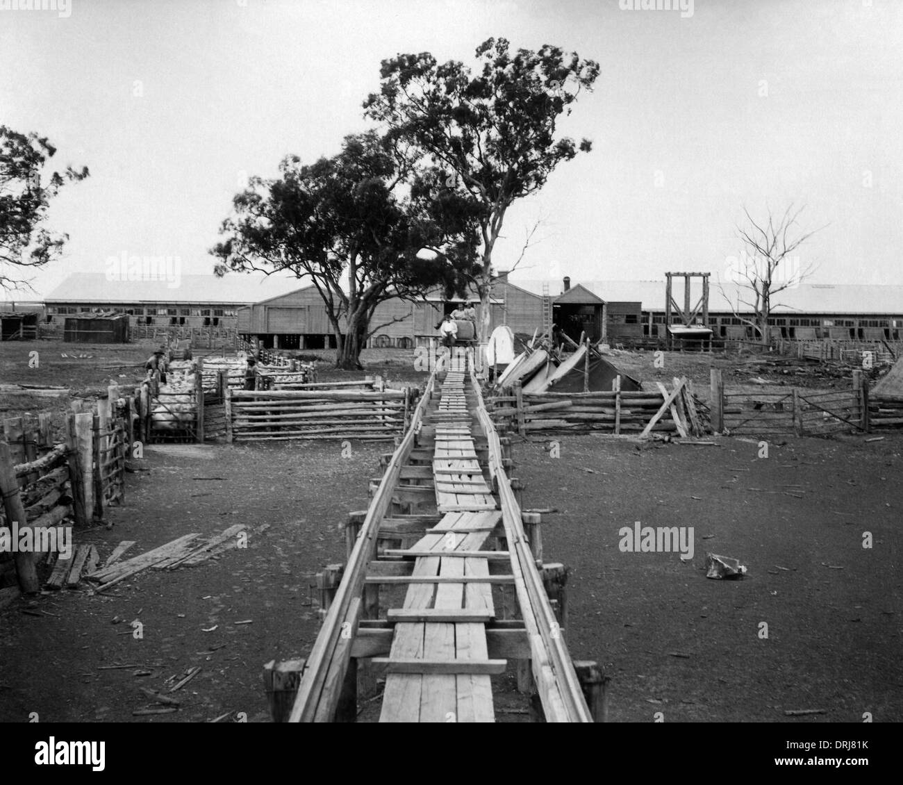 Australian sheep shearing hi-res stock photography and images - Alamy