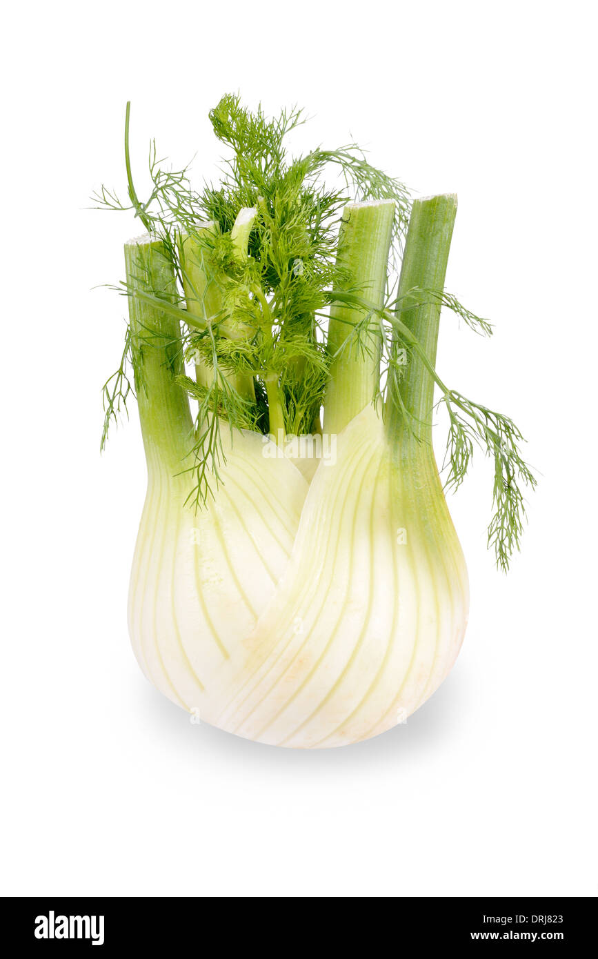 fresh white fennel vegetable on white background Stock Photo - Alamy
