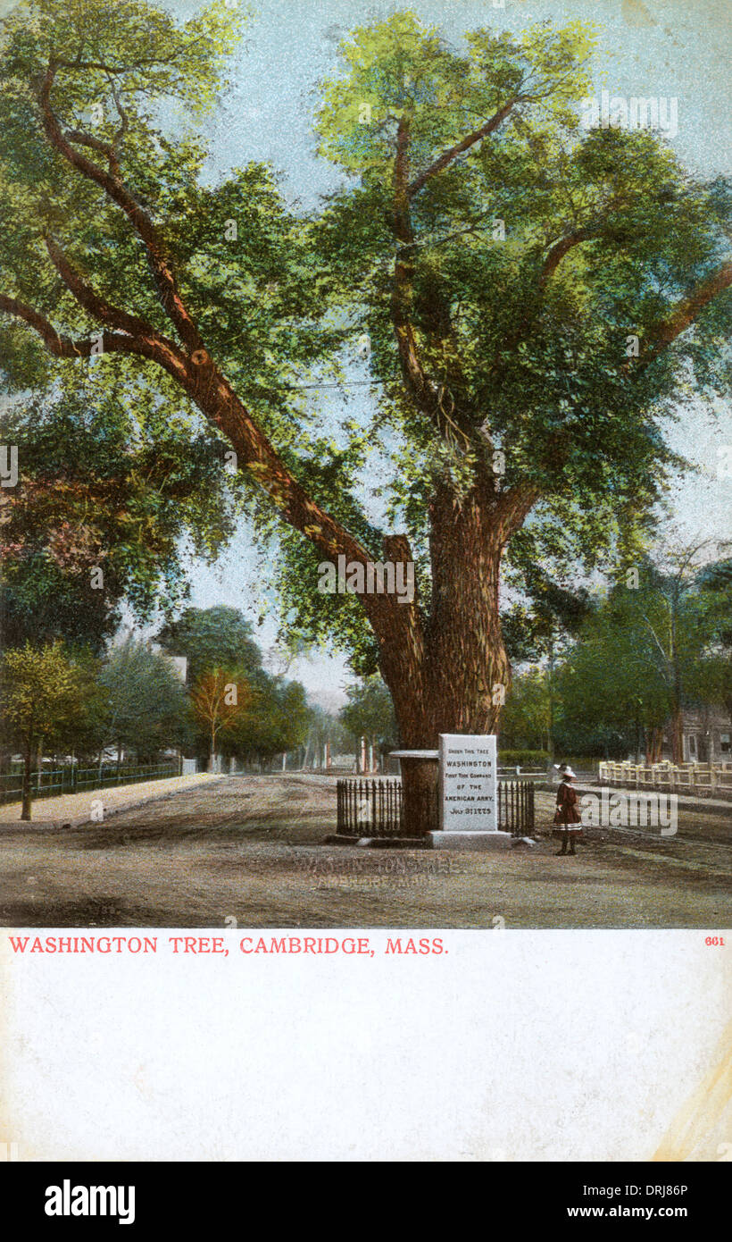 The Washington Elm, Cambridge, Massachusetts Stock Photo - Alamy