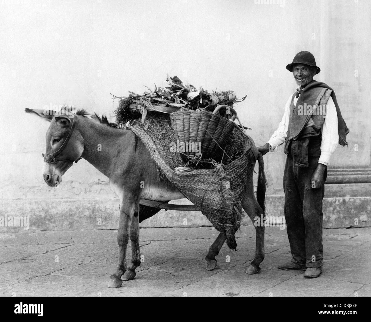 Donkey animals animals animals Black and White Stock Photos & Images ...