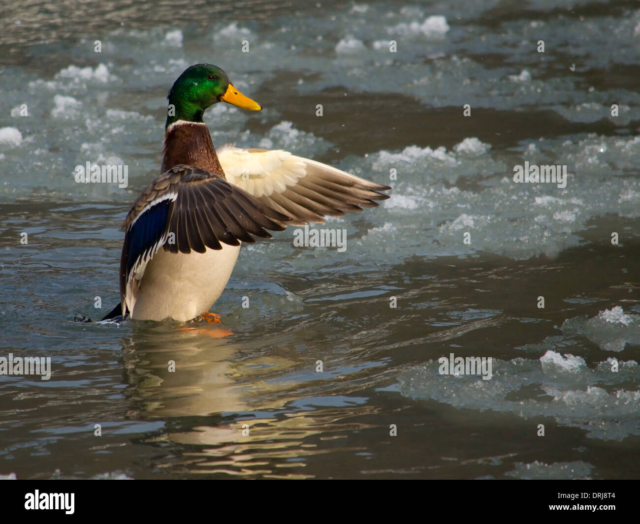 Male duck is waving wings Stock Photo - Alamy