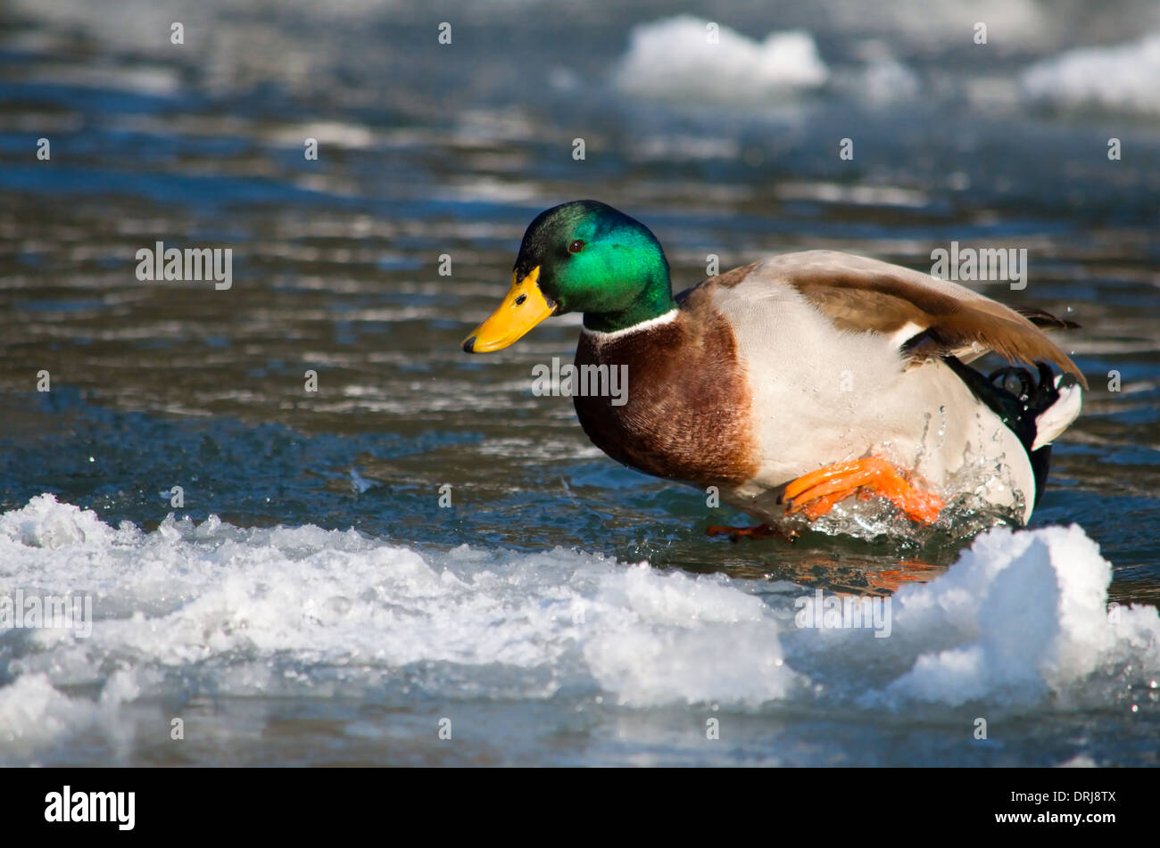 Touching puddle hi-res stock photography and images - Alamy
