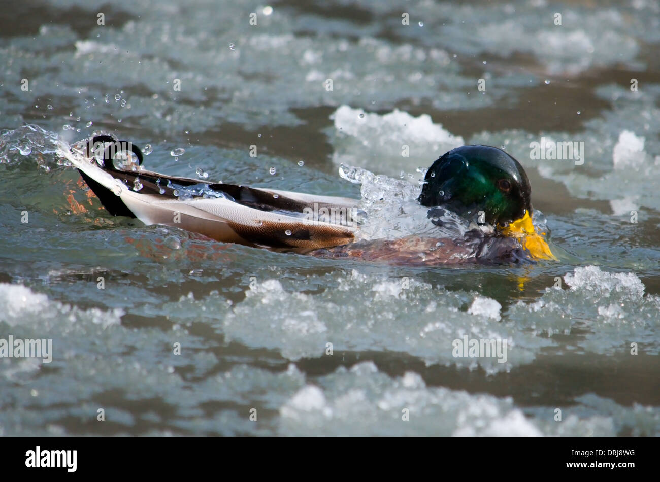 Ice duck freeze water winter hi-res stock photography and images - Alamy