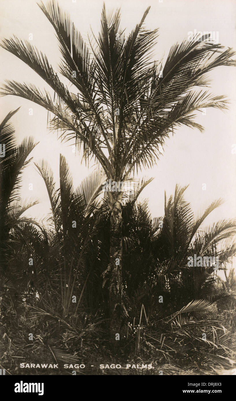 Sago Industry of Sarawak Stock Photo - Alamy
