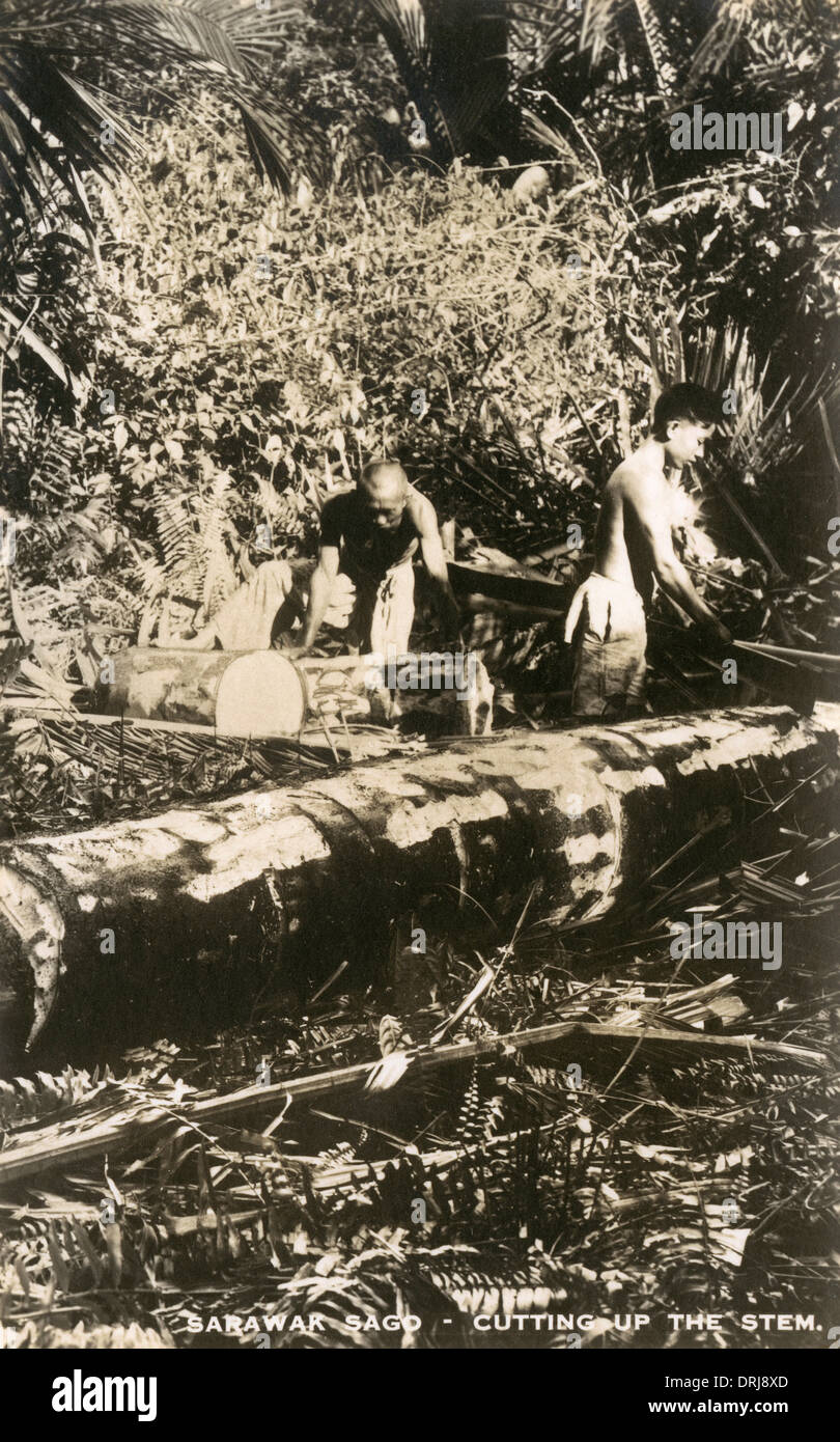 Deforestation sarawak hi-res stock photography and images - Alamy