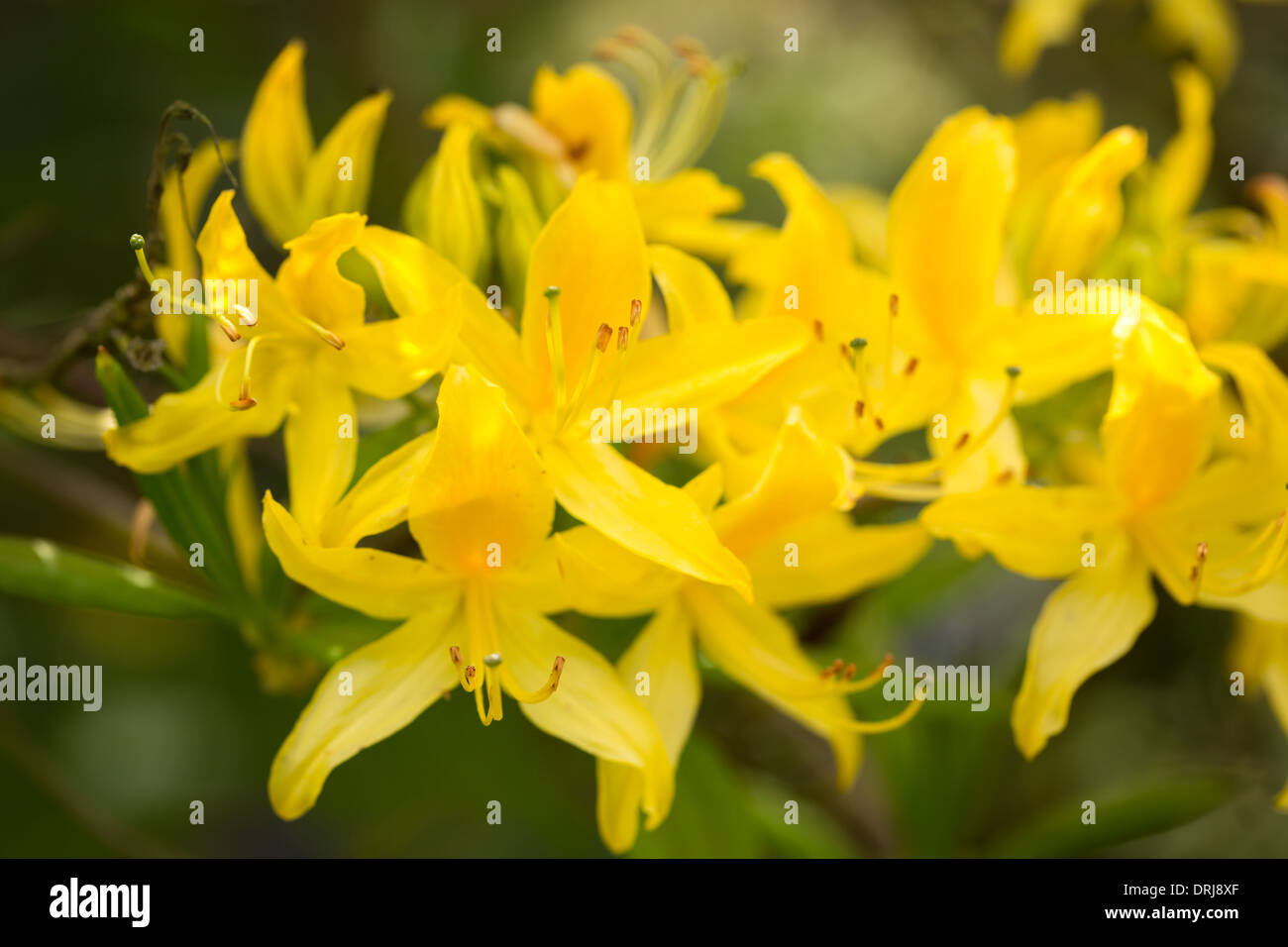 Yellow azalea flowers, rhododendron luteum Stock Photo - Alamy