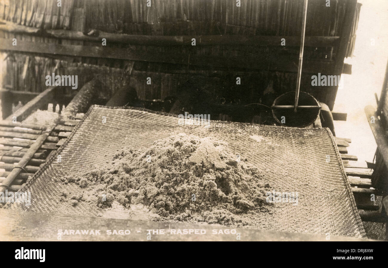 Sago Industry of Sarawak Stock Photo - Alamy