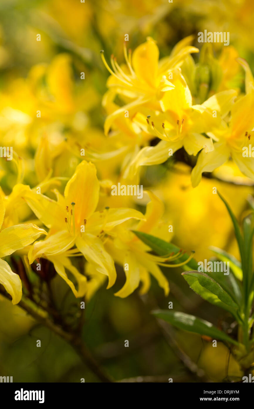 Yellow azalea flowers, rhododendron luteum Stock Photo - Alamy