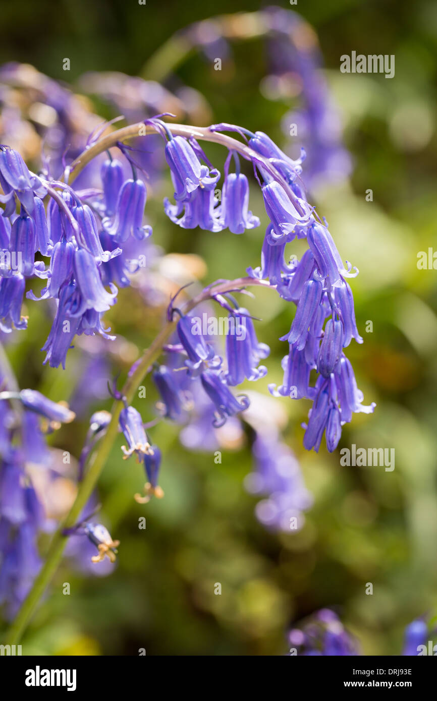 English native bluebell flowers Stock Photo - Alamy