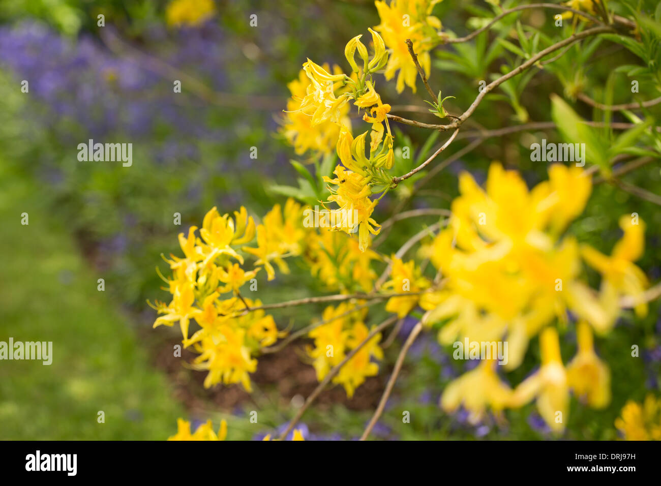 Yellow azalea flowers, rhododendron luteum Stock Photo - Alamy