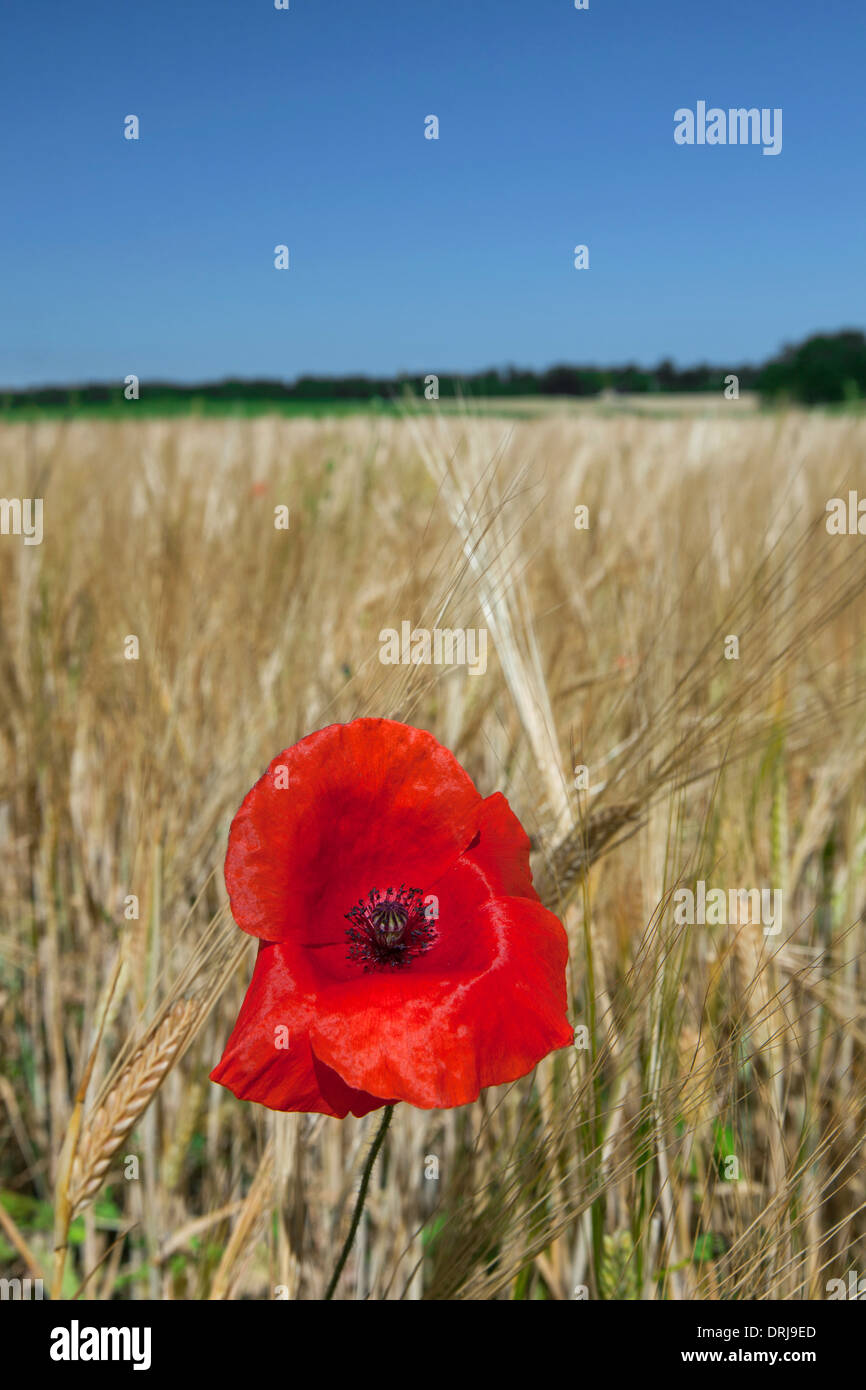 Rural landscape showing red common poppy / field poppies (Papaver ...