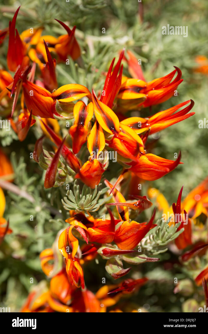 Red and orange lotus flowers, Lotus berthelotii Stock Photo - Alamy