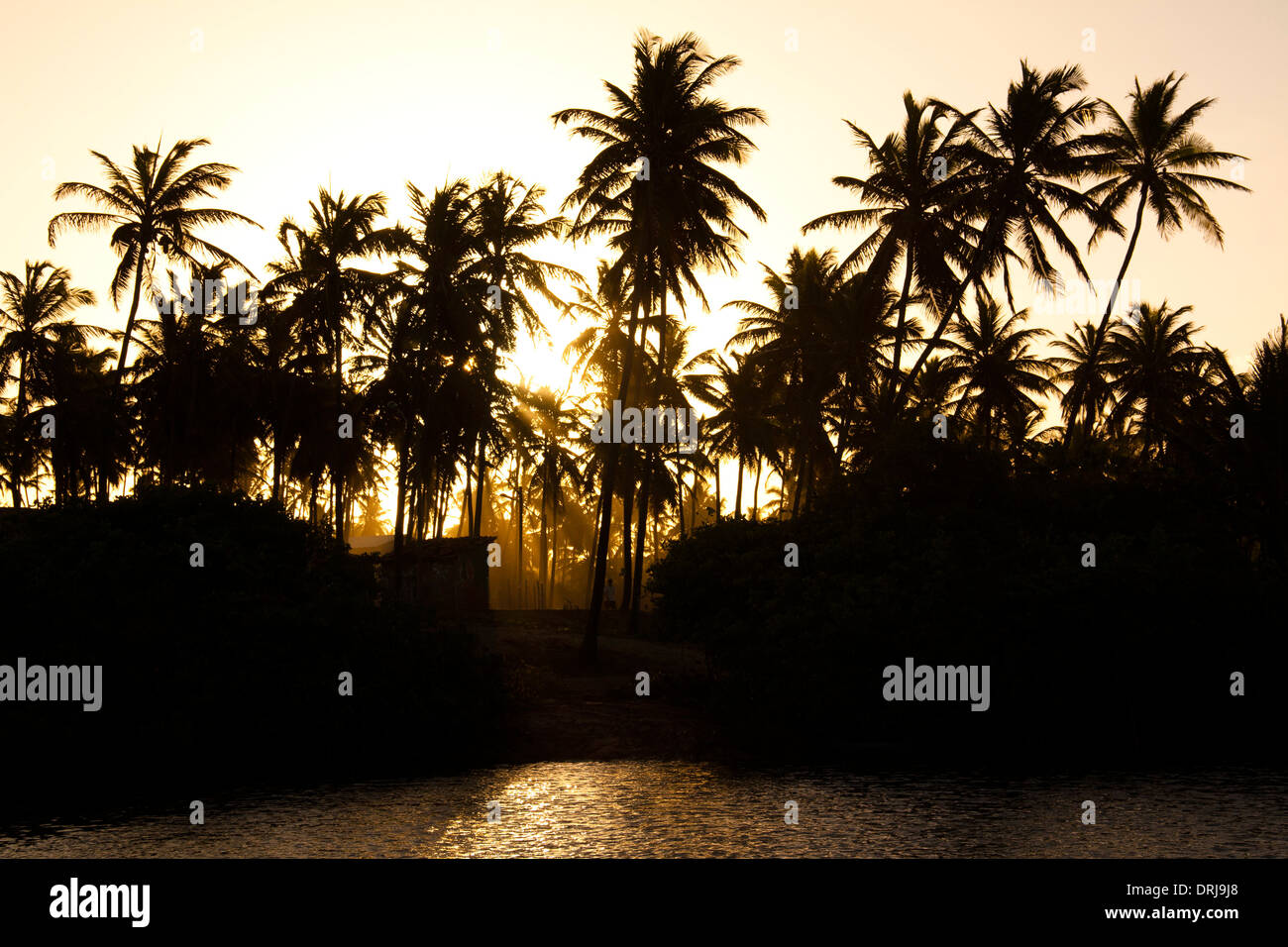 Sunset behind the palm trees at a beach in Brazil Stock Photo - Alamy