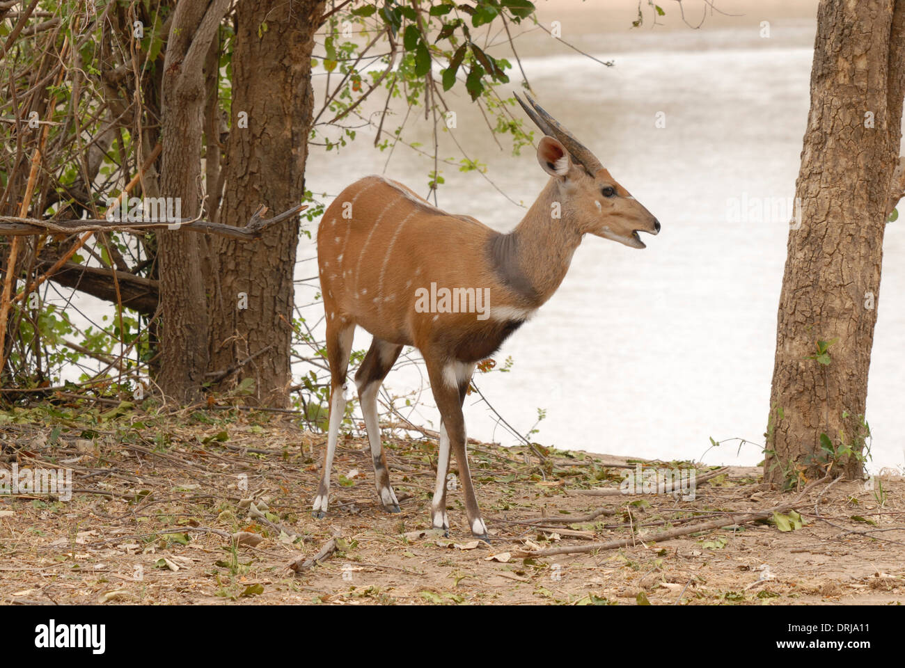 Bushbuck (Tragelaphus scriptus). Male, foraging near a river Stock ...
