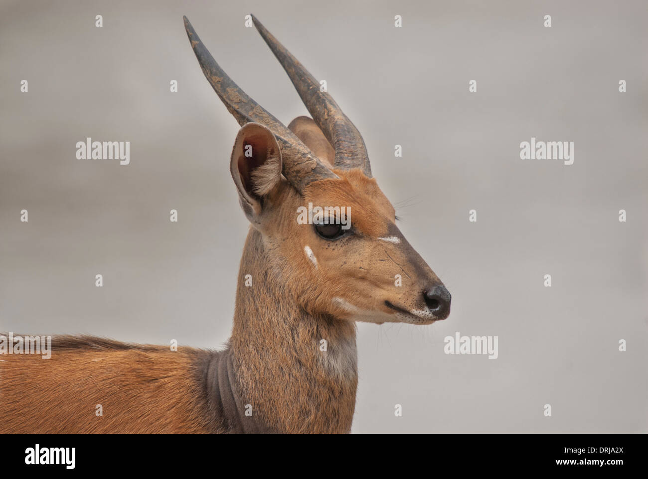 Bushbuck (Tragelaphus scriptus). Head of male Stock Photo - Alamy