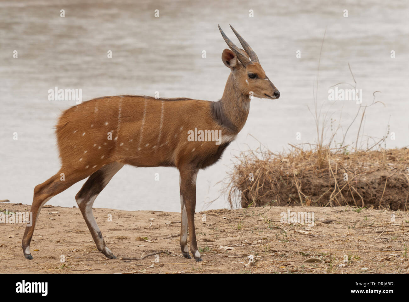 Bushbuck (Tragelaphus scriptus). Male, photographed near a river Stock ...