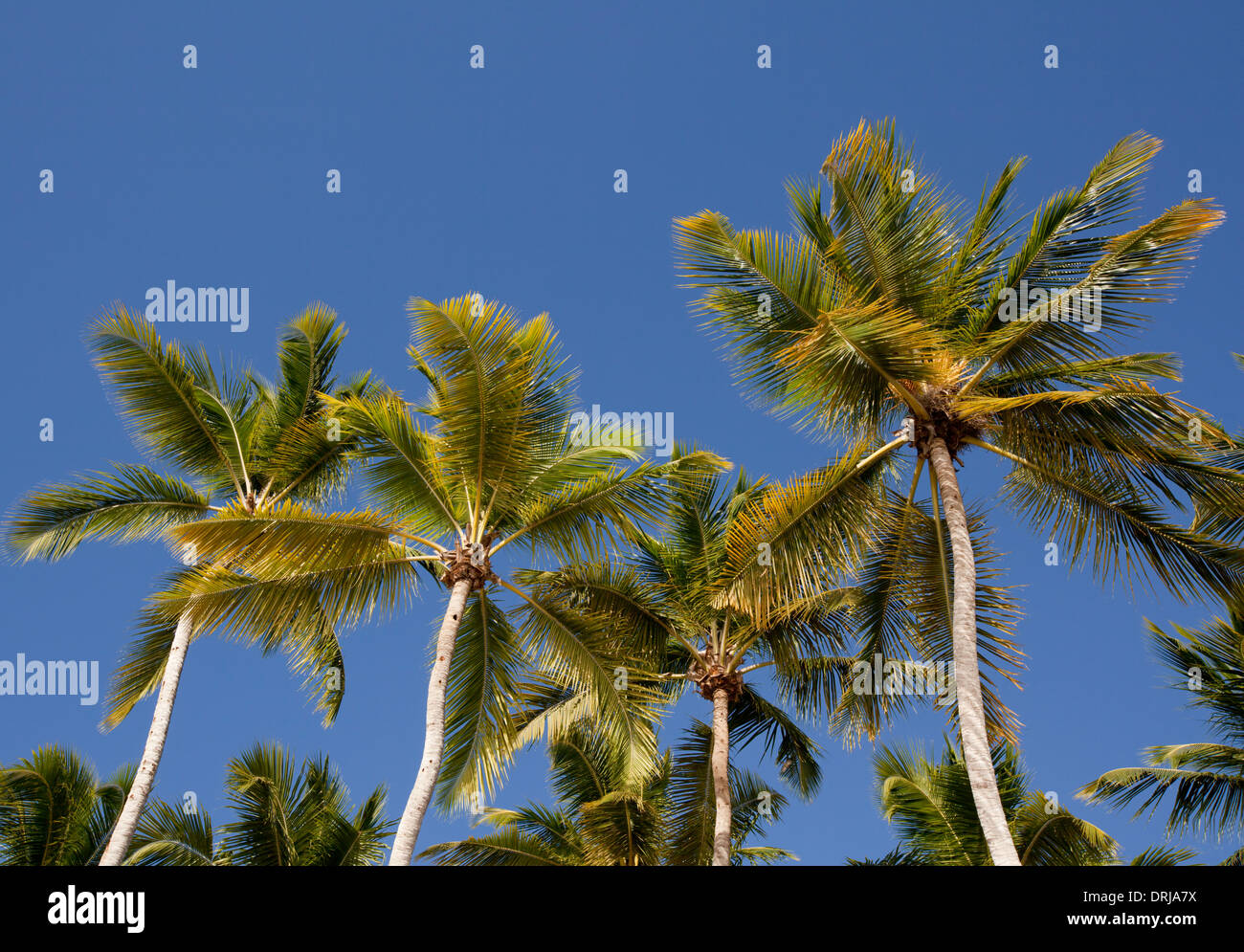 Group of four palm trees and blue sky. Unsharpened Stock Photo - Alamy