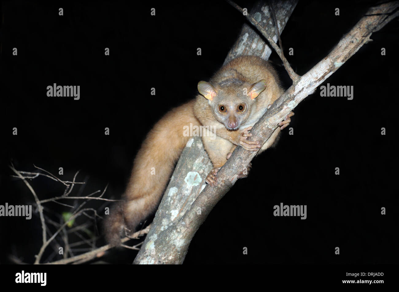 Small-eared galago or bushbaby (Otolemur garnetti) in a tree. This ...