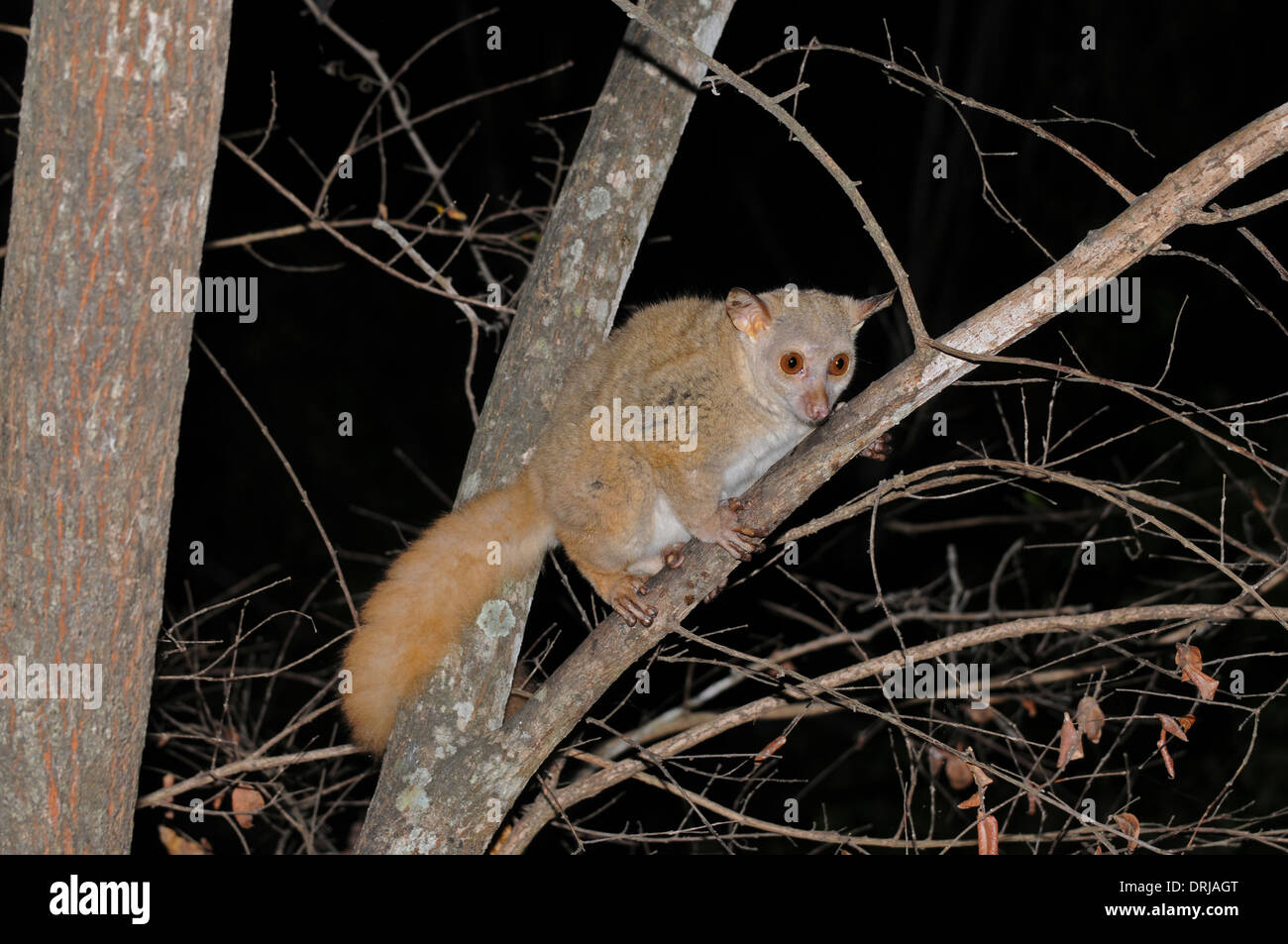 Small eared galago hi-res stock photography and images - Alamy