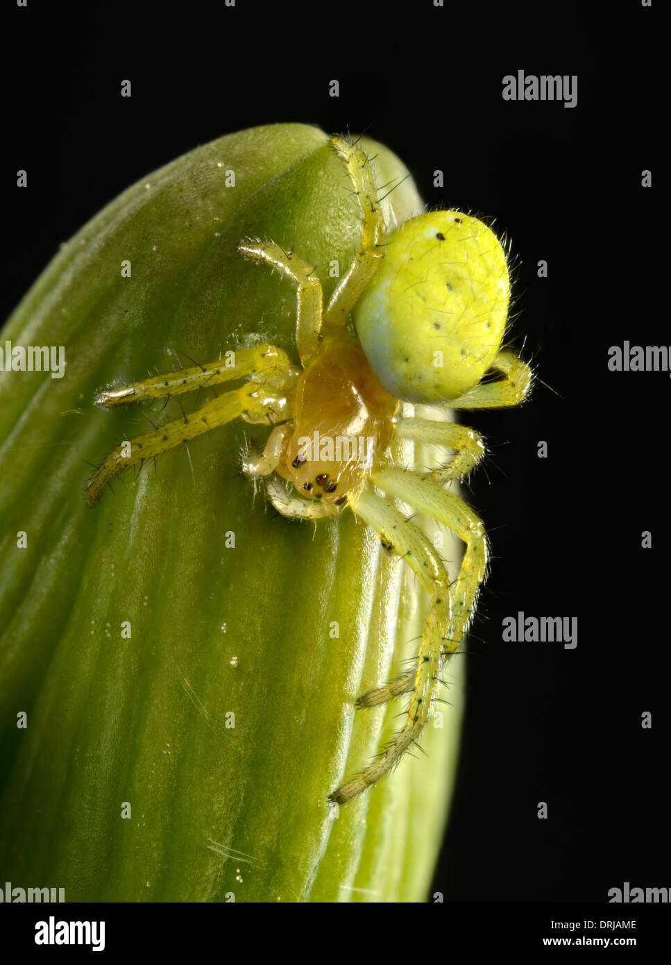 Pumpkin spider (Araniella cucurbitina) young animal, on beard iris ...