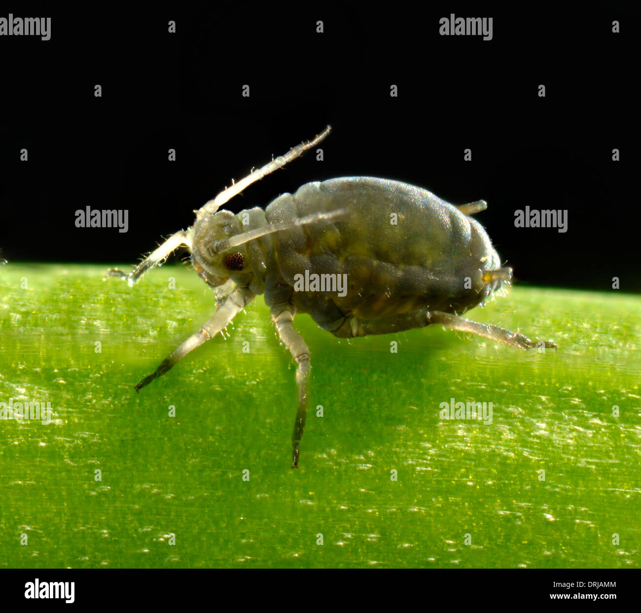 Tube louse hi-res stock photography and images - Alamy