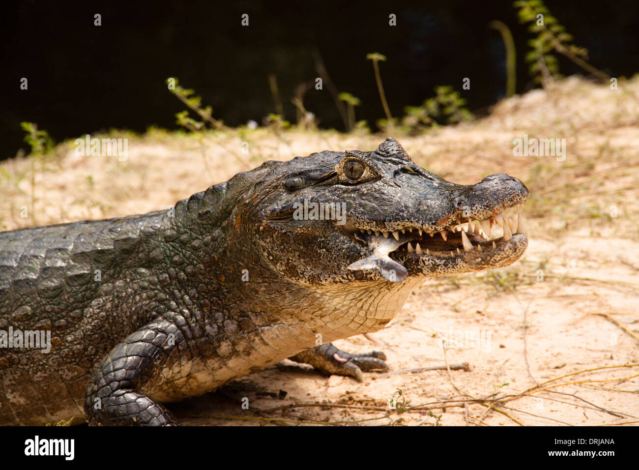 Cayman with fish at the side of a river in the Pantanal, Brazil Stock ...