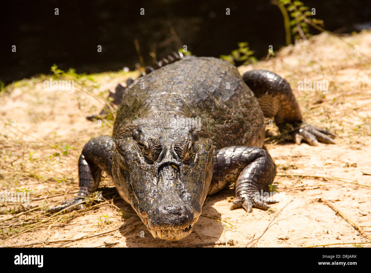 Cayman river hi-res stock photography and images - Alamy