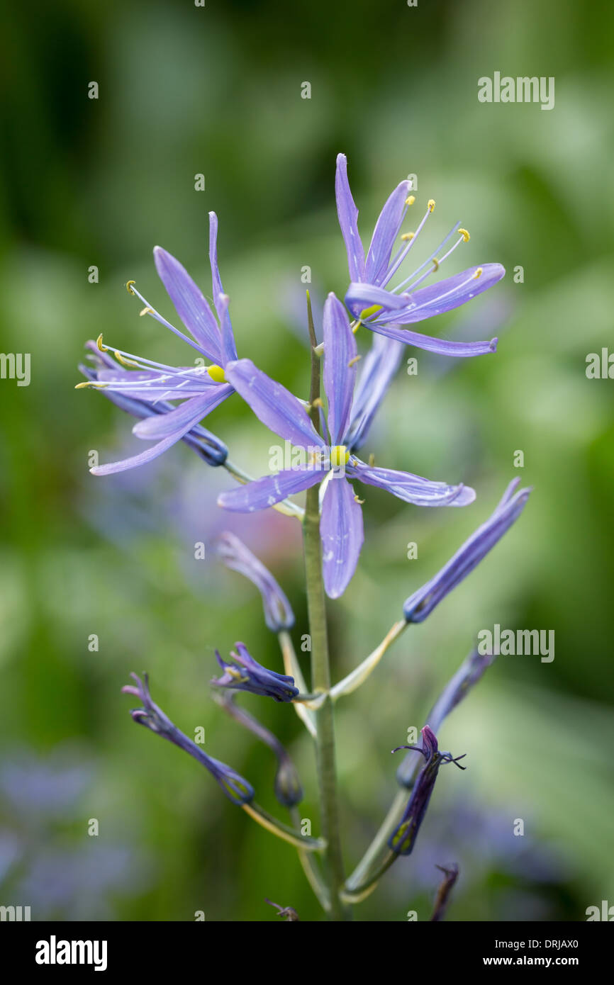Blue camas bulb hi-res stock photography and images - Alamy