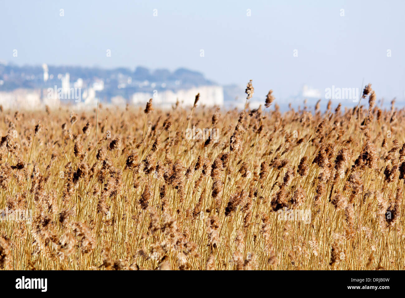 Reed stick field with the homes on cliff on the background Stock Photo ...