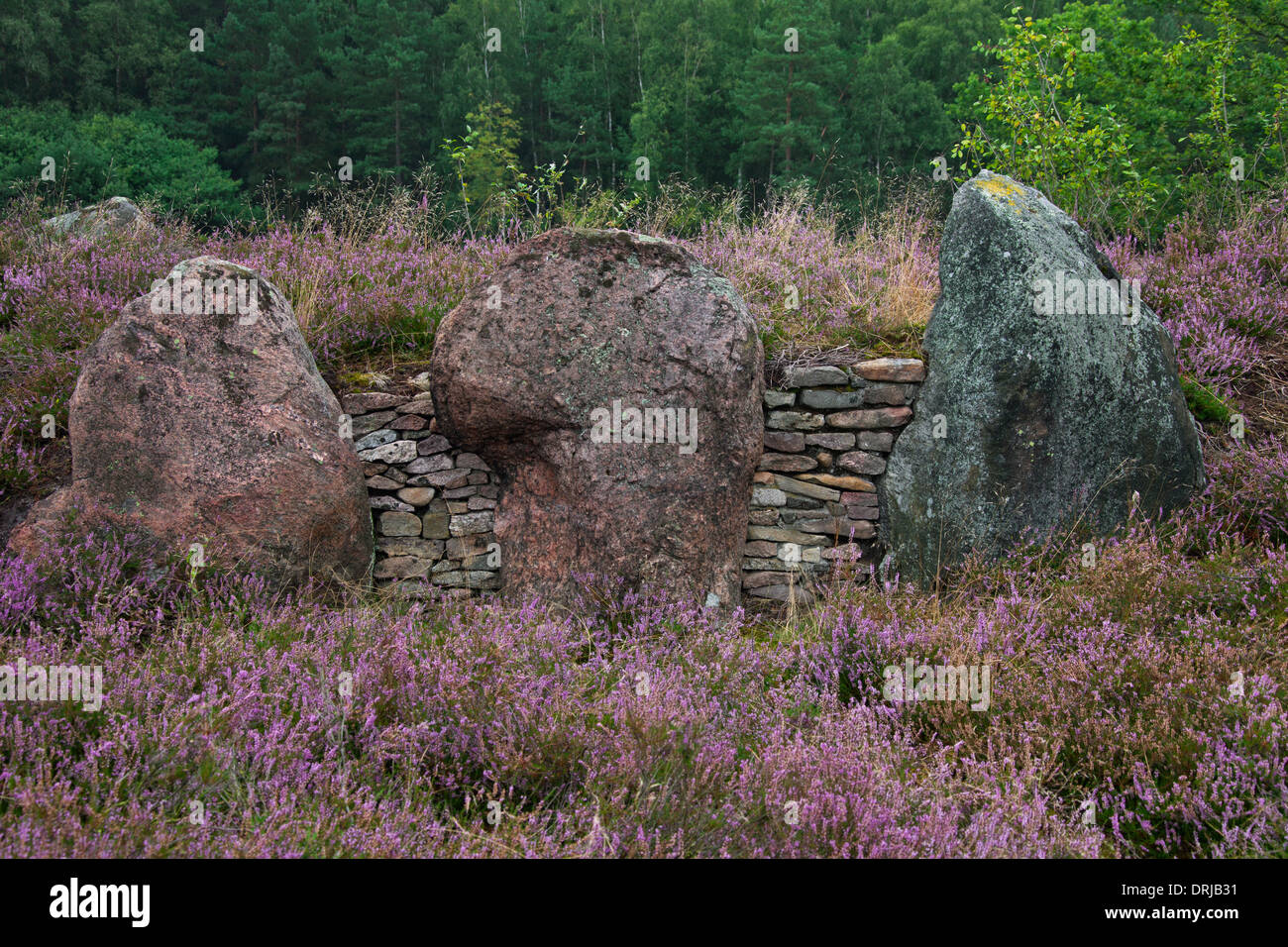 Passage grave at Oldendorfer Totenstatt, megalithic site in Oldendorf ...