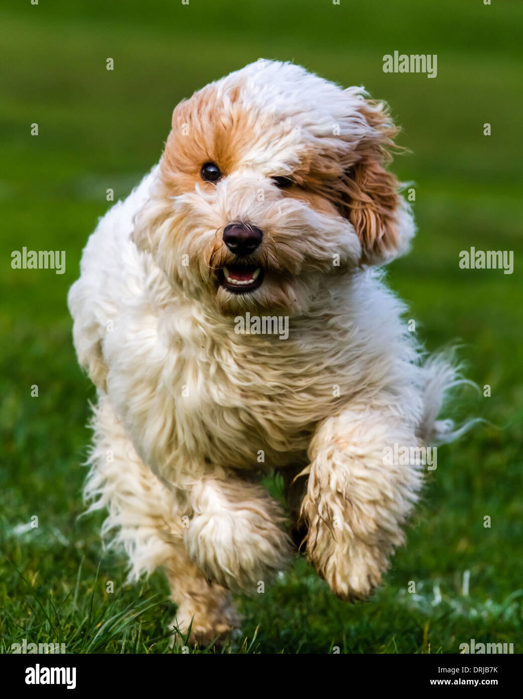 Cockapoo High Resolution Stock Photography and Images - Alamy